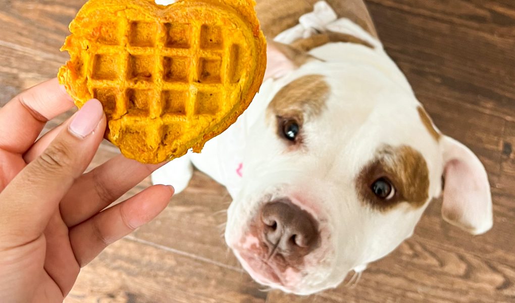 Homemade Dog Waffles (w/ pumpkin, oat, and carrots!) | Bites by Bianca