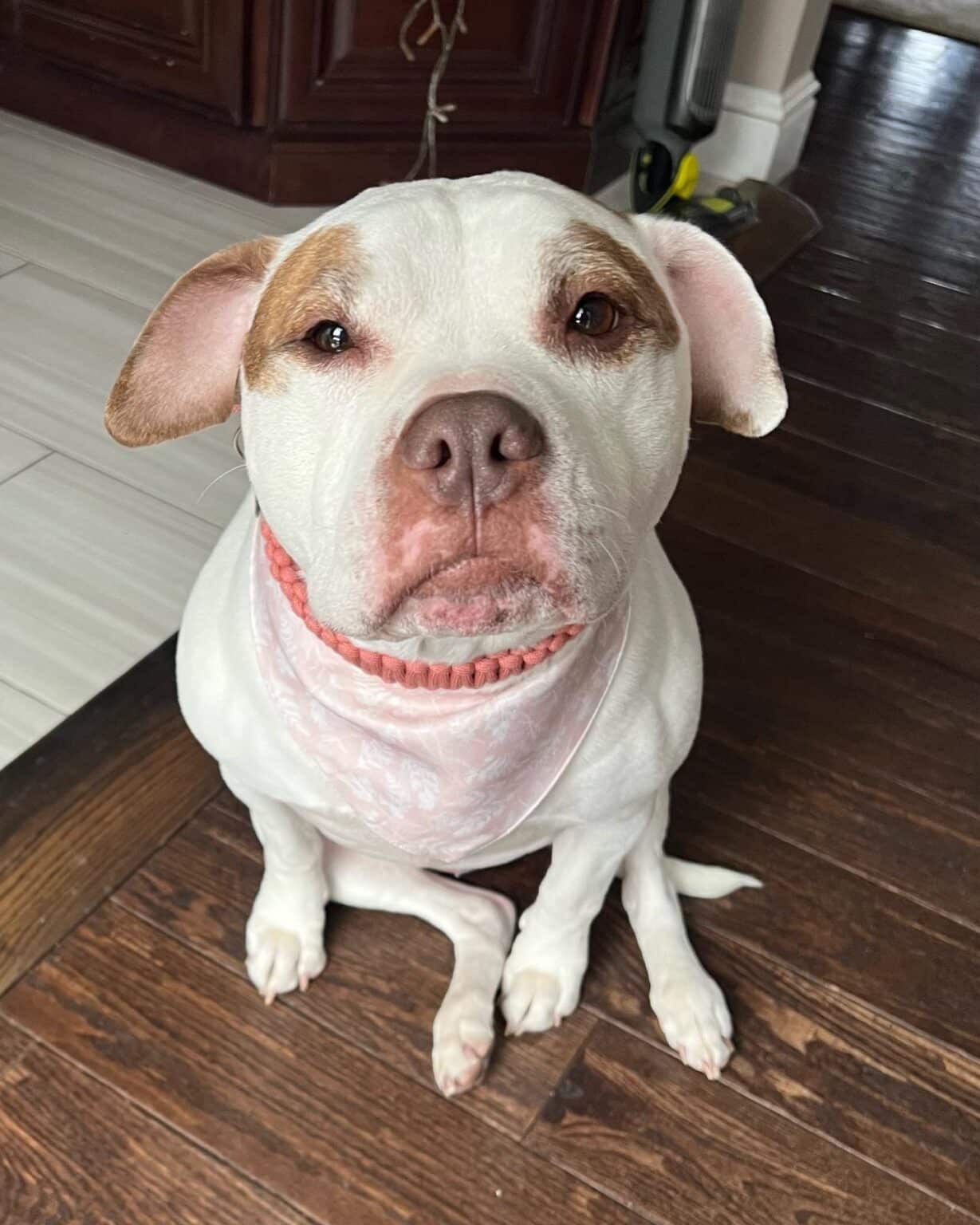 Dog Macarons with Peanut Butter Chocolate Filling (French Method ...